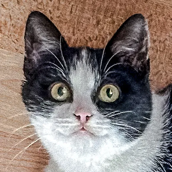 Pisicile noastre - Green Cats