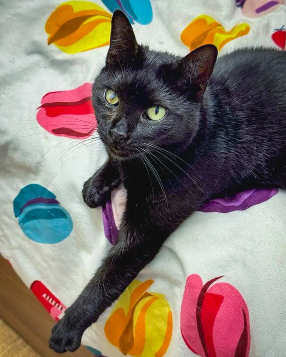 Munchi - Green Cats