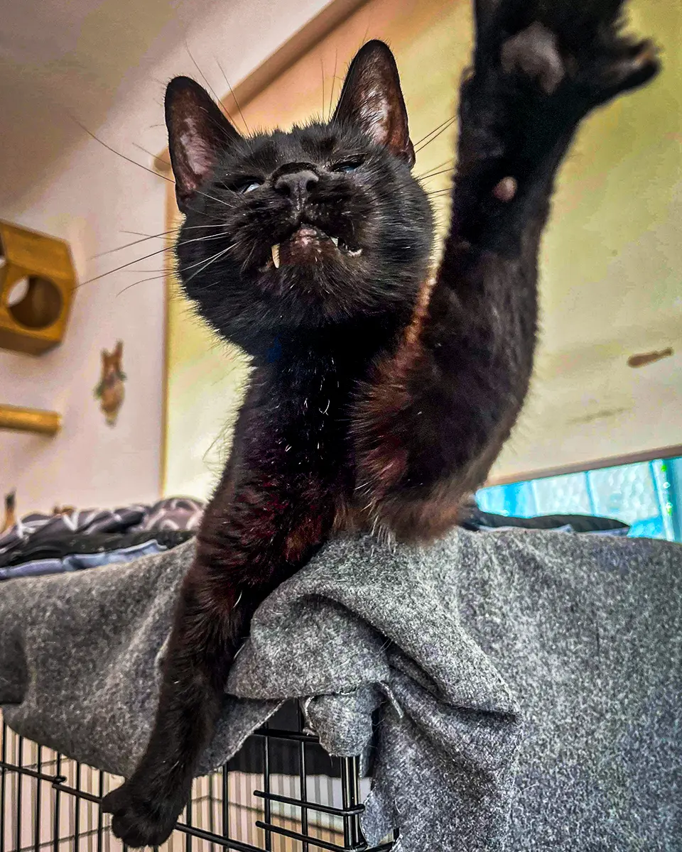 Norbert - Green Cats