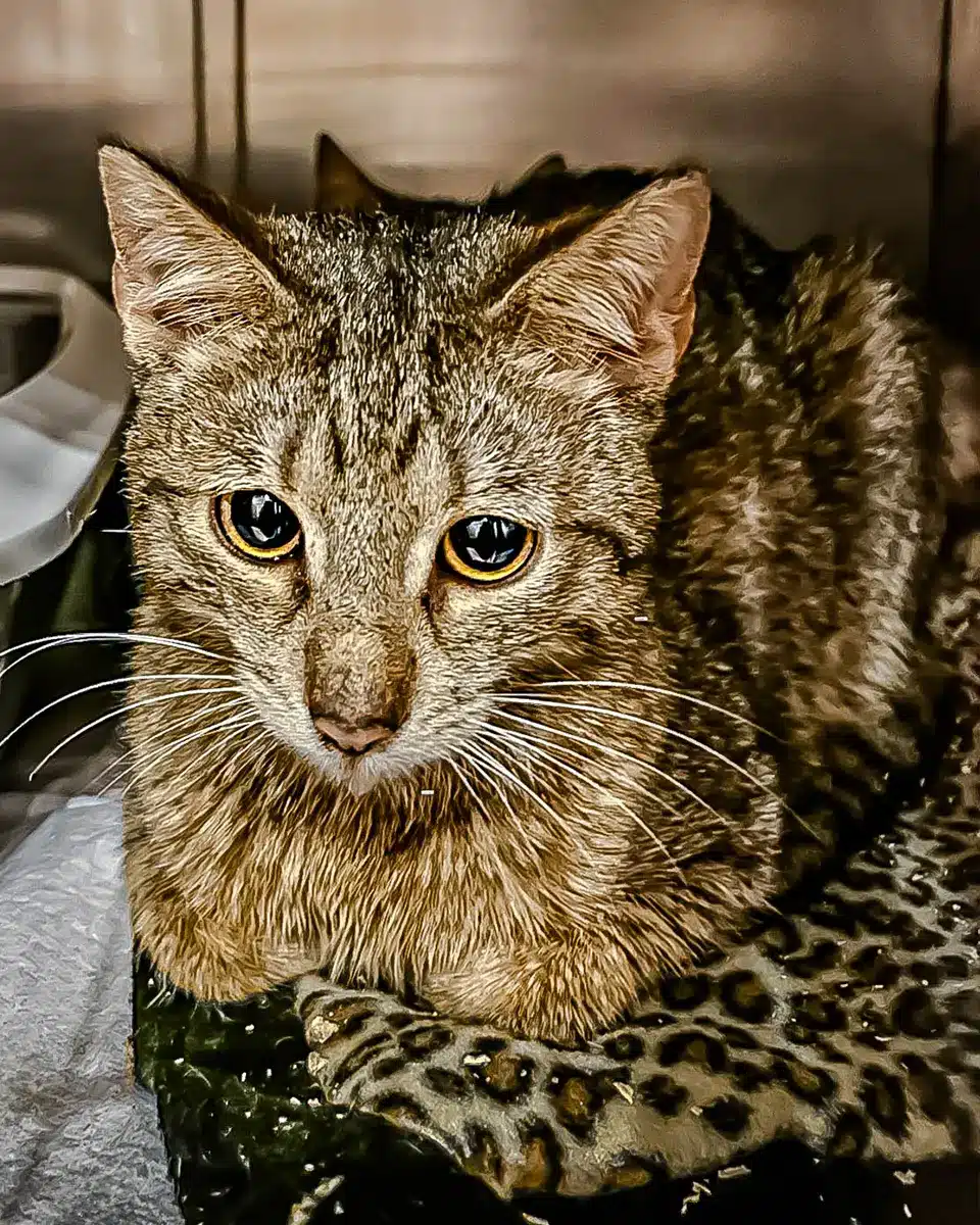 Cassi - Green Cats