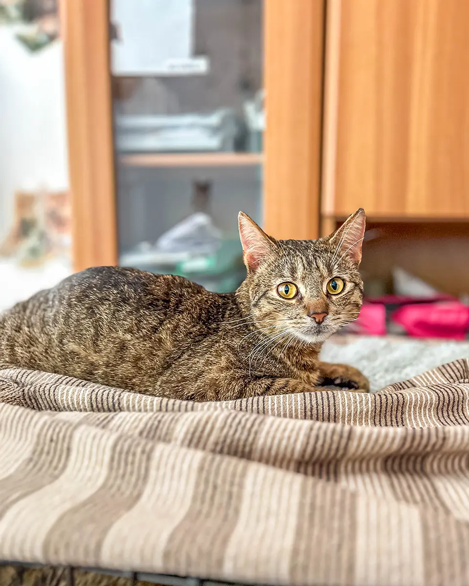 Sami - Green Cats