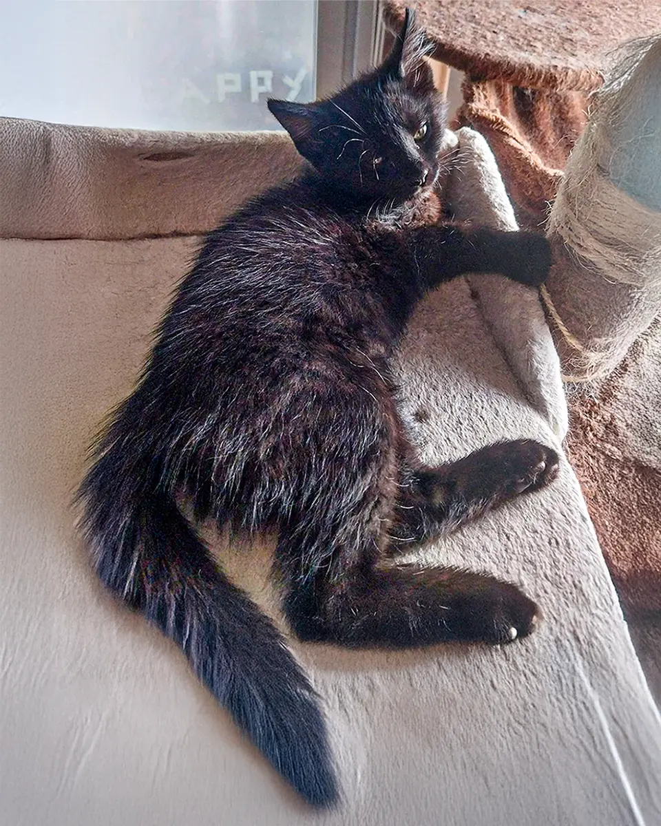 Shadow - Green Cats