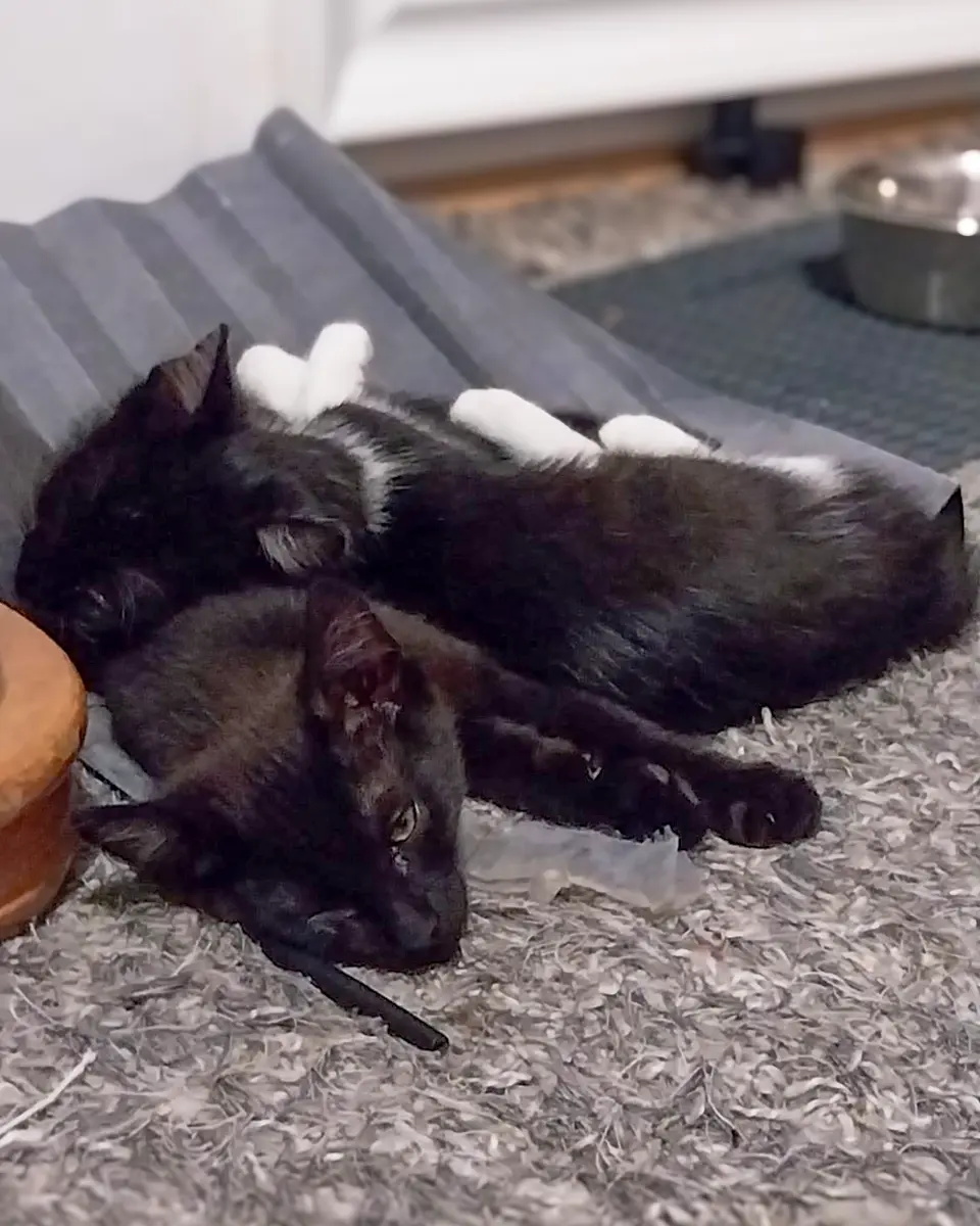 Shadow - Green Cats