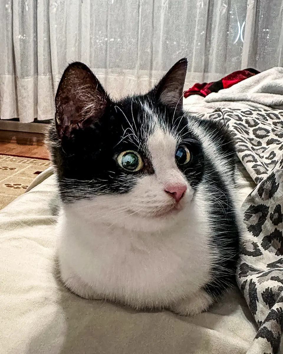 Oreo - Green Cats